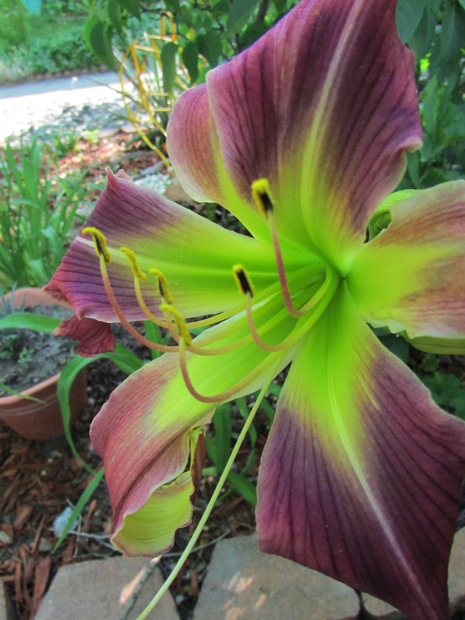 Southwest Spiders in the Garden – Colorado Kid Daylilies