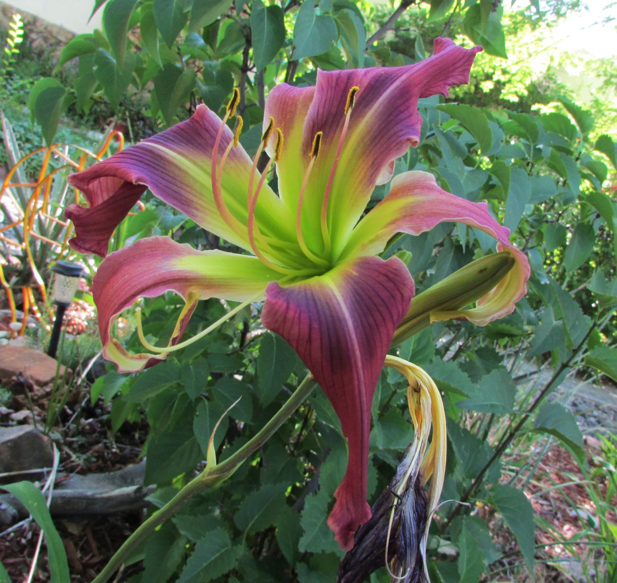 Southwest Spiders in the Garden – Colorado Kid Daylilies