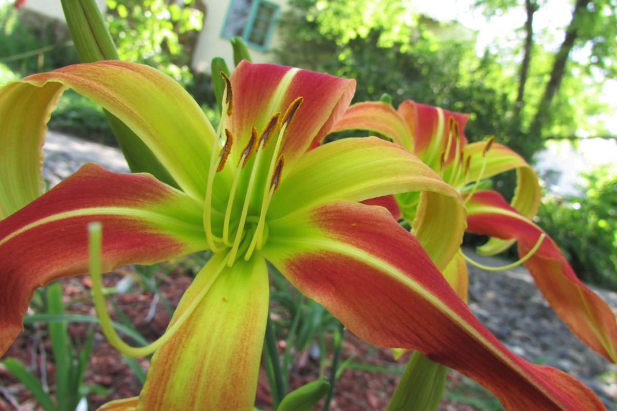 Twin Firebirds – Colorado Kid Daylilies
