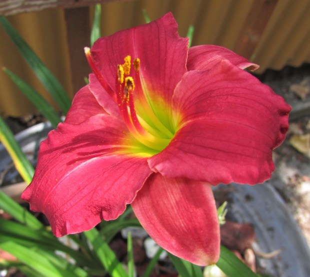 The longest blooming daylilies in my yard! – Colorado Kid Daylilies