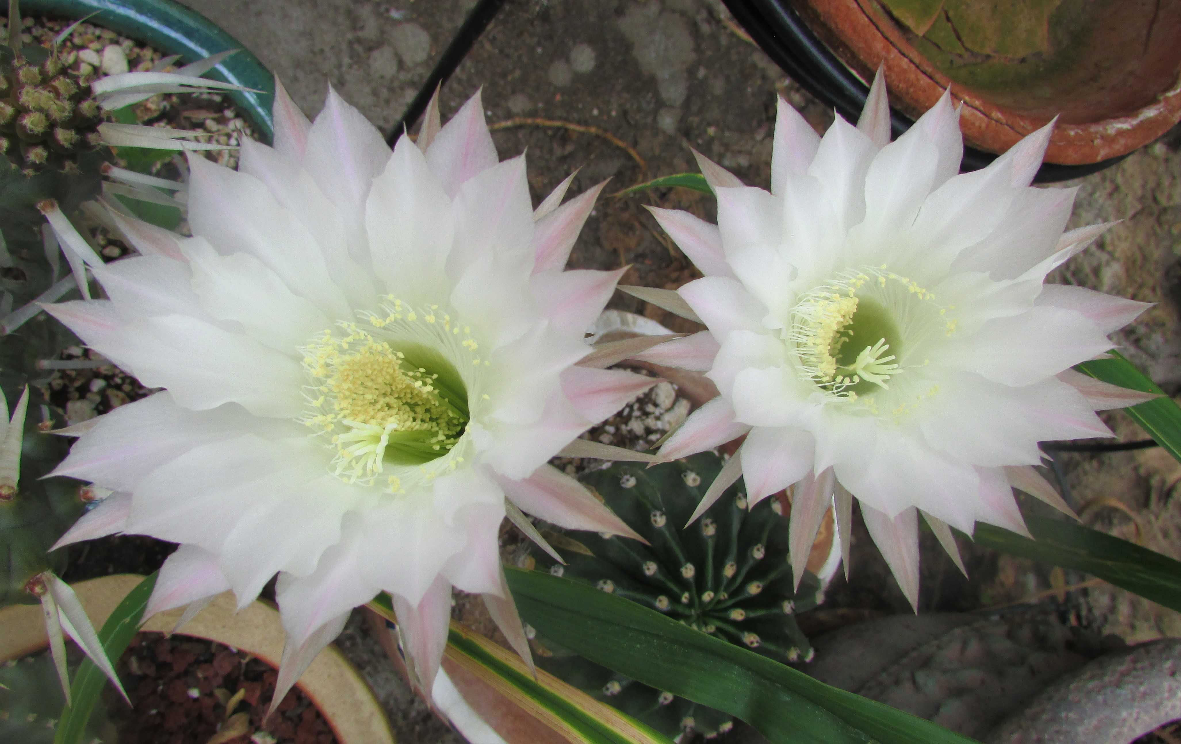 The Stages of Daylily Obsession – Colorado Kid Daylilies