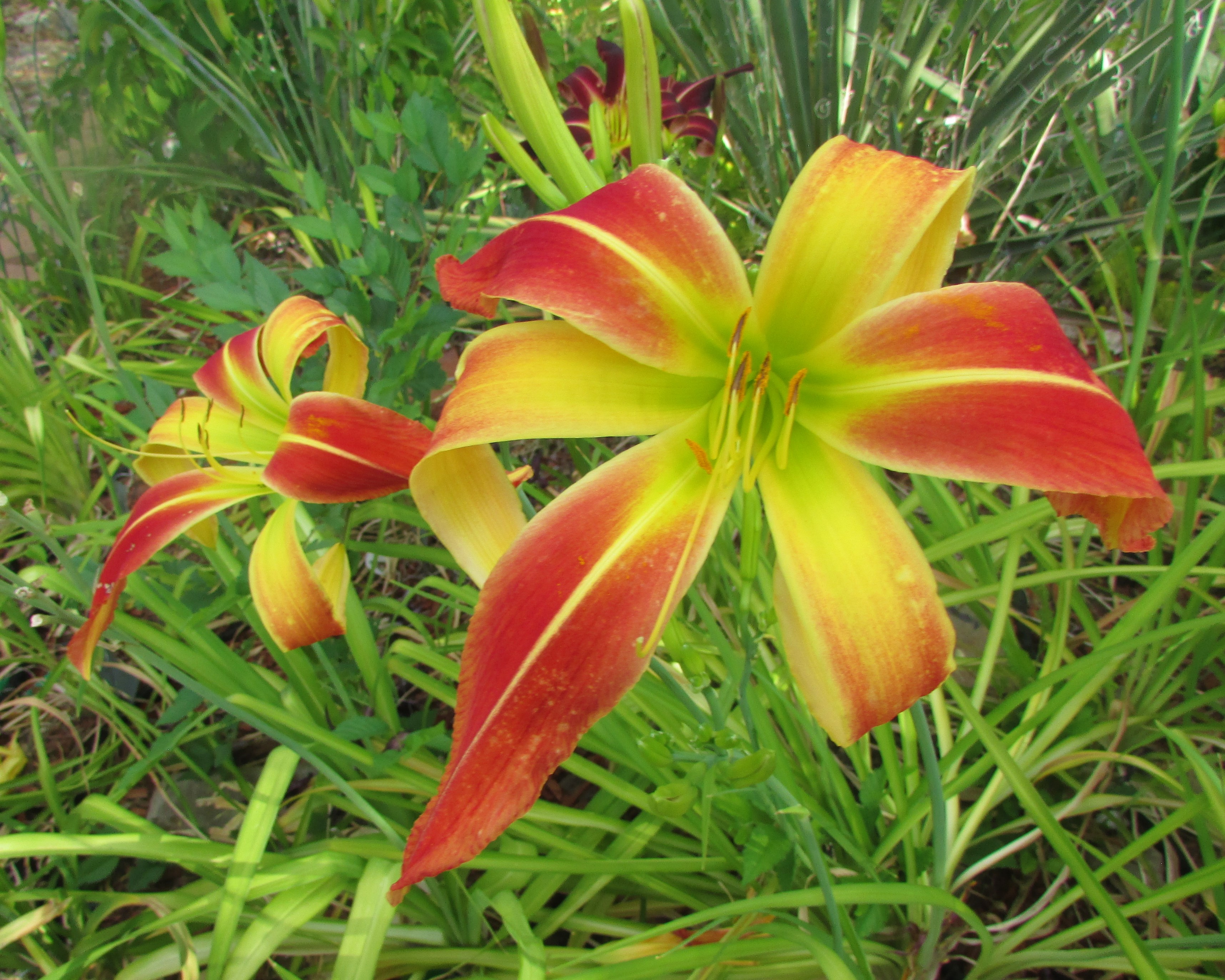 Firebird of the Aztecs – Colorado Kid Daylilies