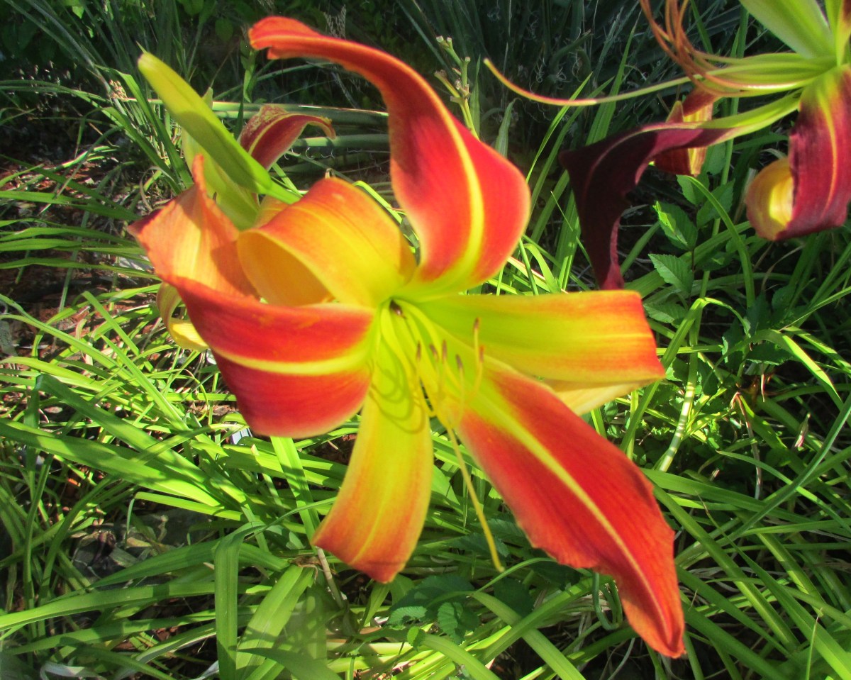 Firebird of the Aztecs – Colorado Kid Daylilies