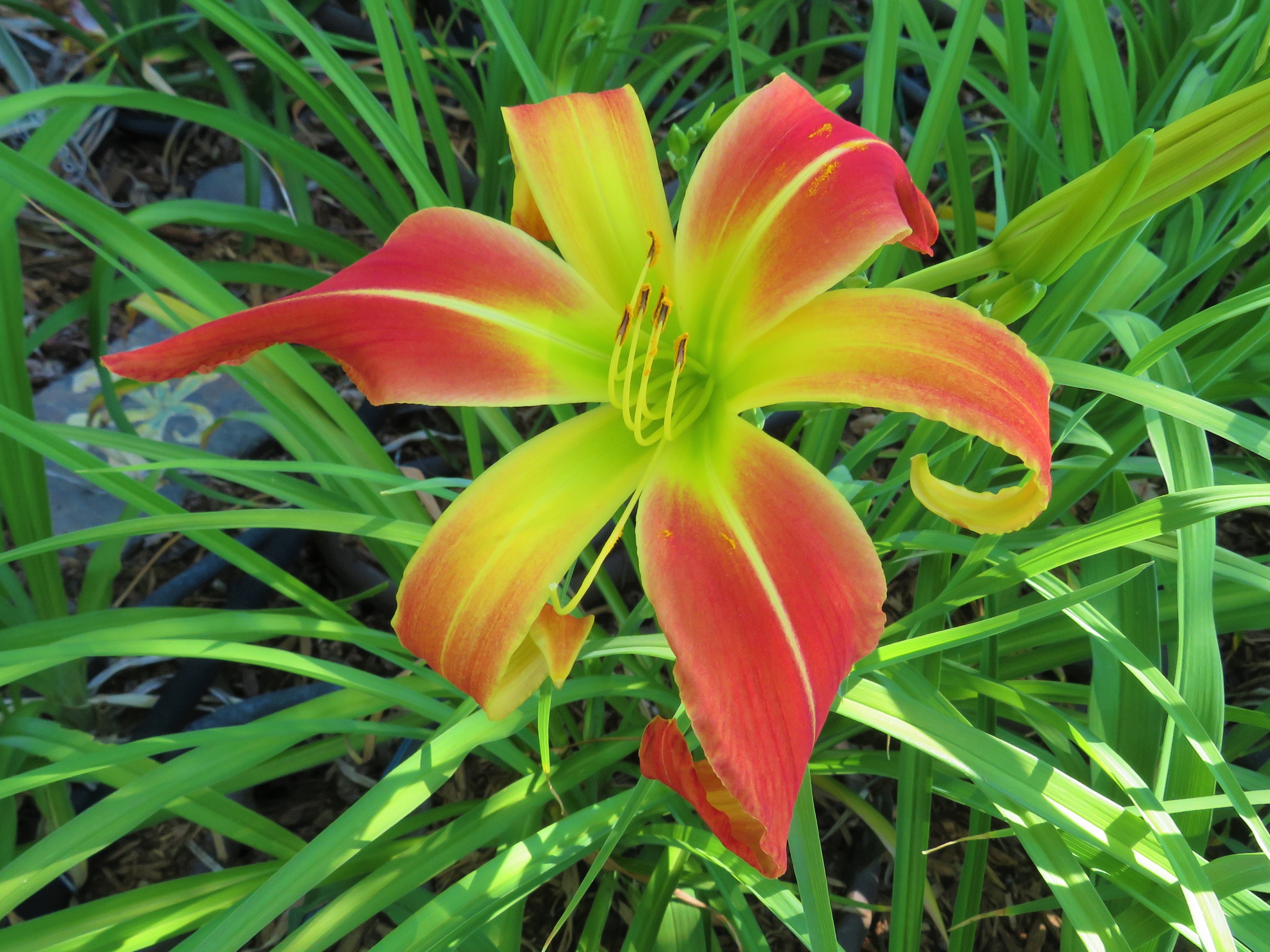 High, Hot and a Hell of a Lot – Colorado Kid Daylilies