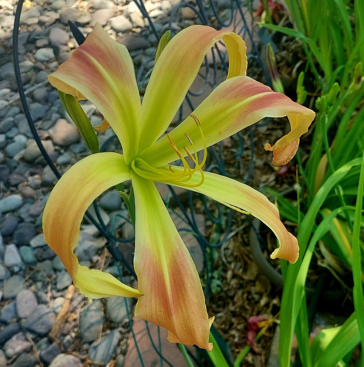 Another Peakish Day – Colorado Kid Daylilies
