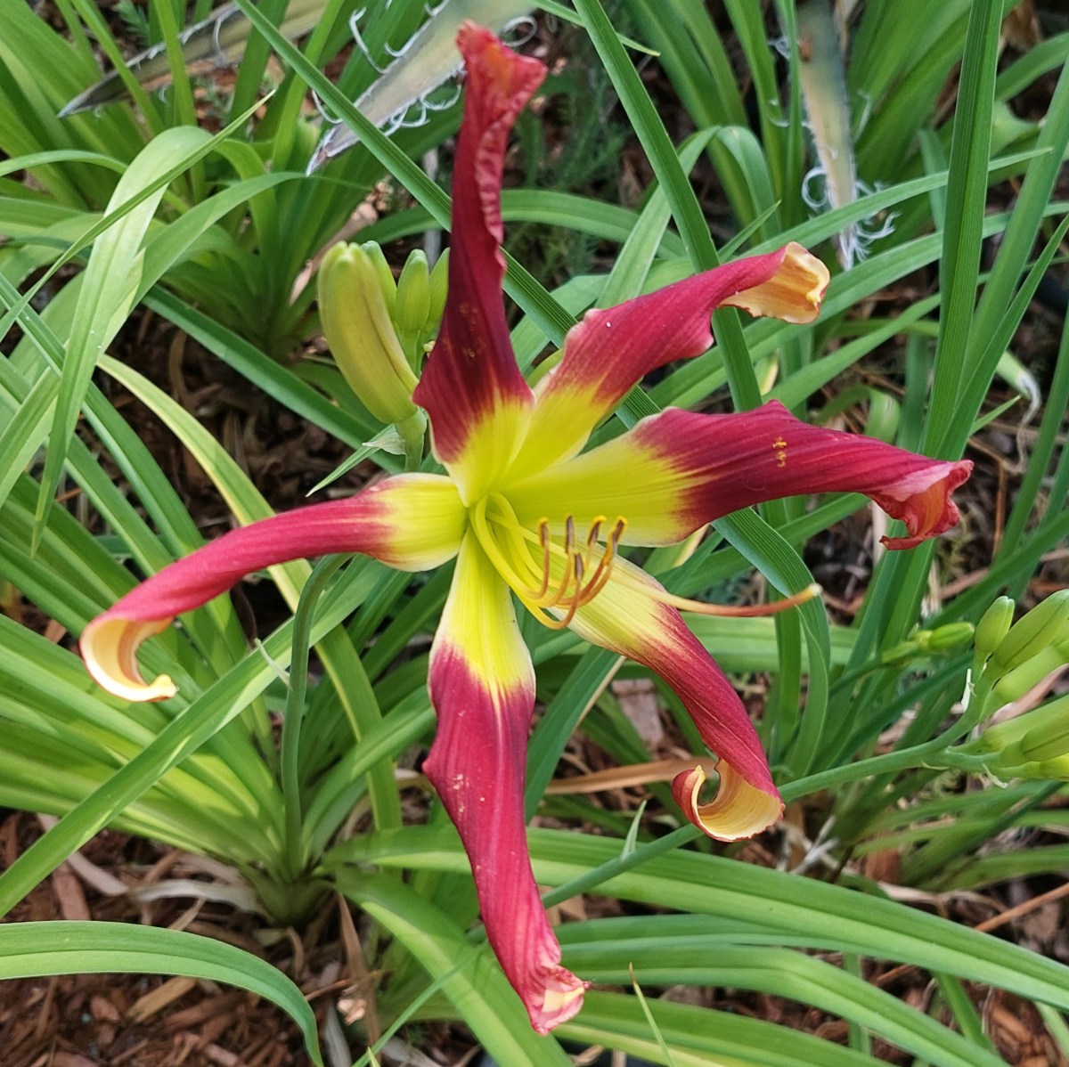 Daylily Care: Tackling Weed Infestation and Pot Maintenance – Colorado ...