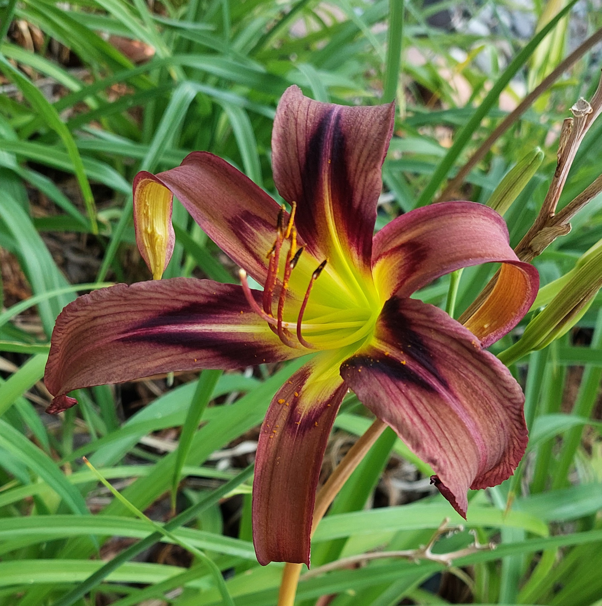 A Dedication to My Daylily Friend and More Colorful Spiders! – Colorado ...